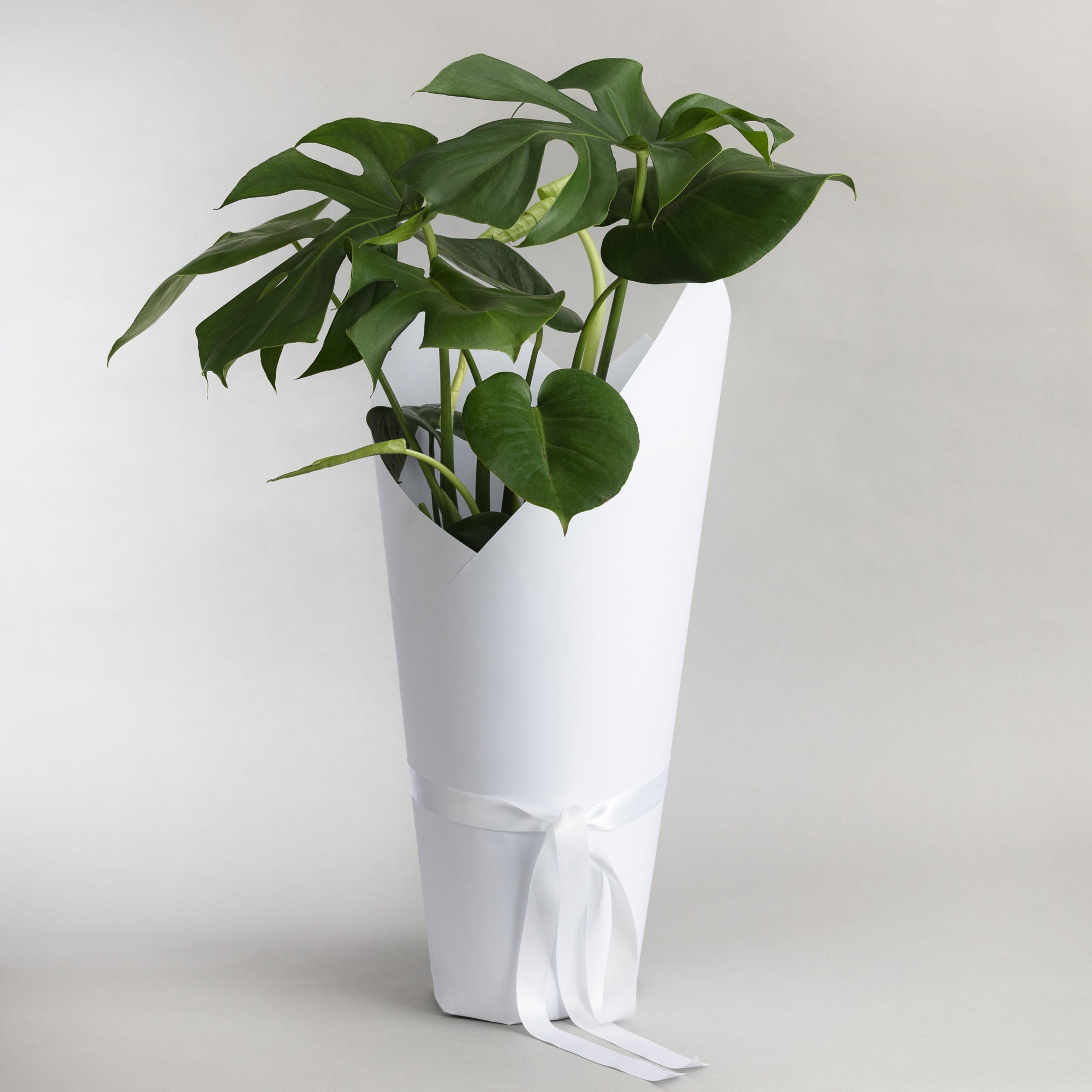 Monstera – Victoria Blum Florist